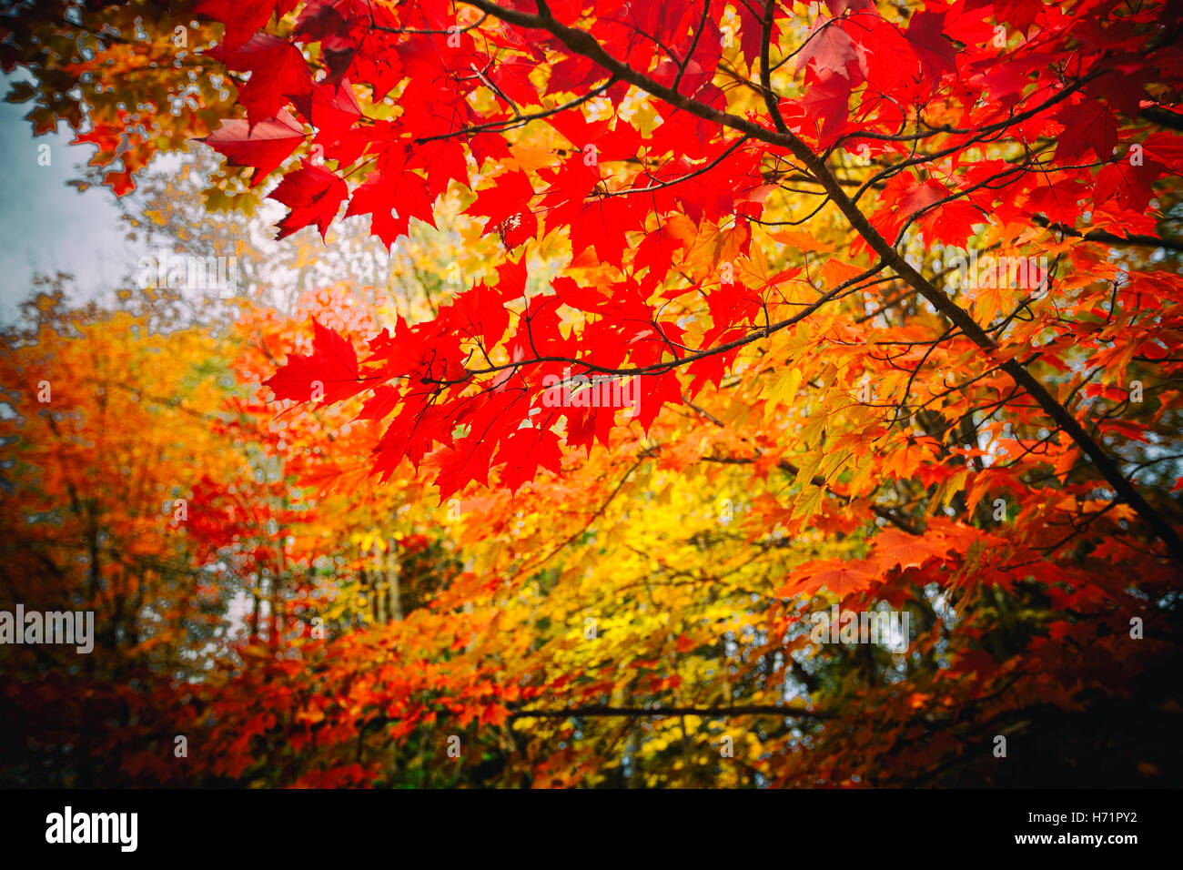 bright autumn leaves red and yellow maple leaves Stock Photo - Alamy