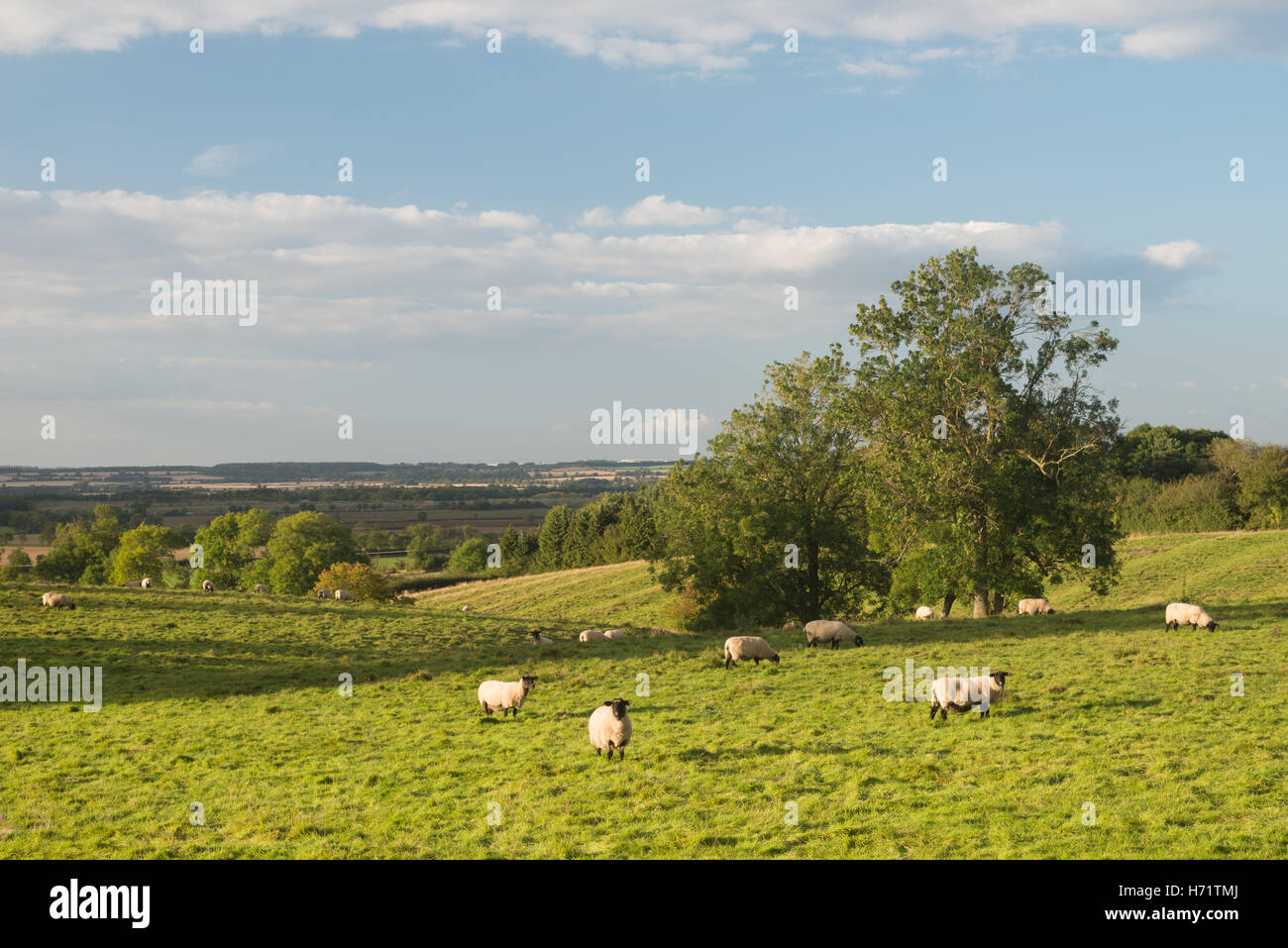 Sheep gather in a view of open countryside from Sun Rising Hill, near ...