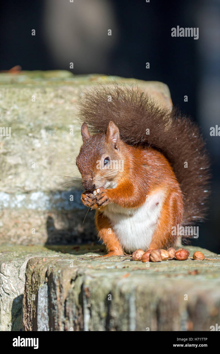 Eurasian red squirrel female hi-res stock photography and images - Alamy