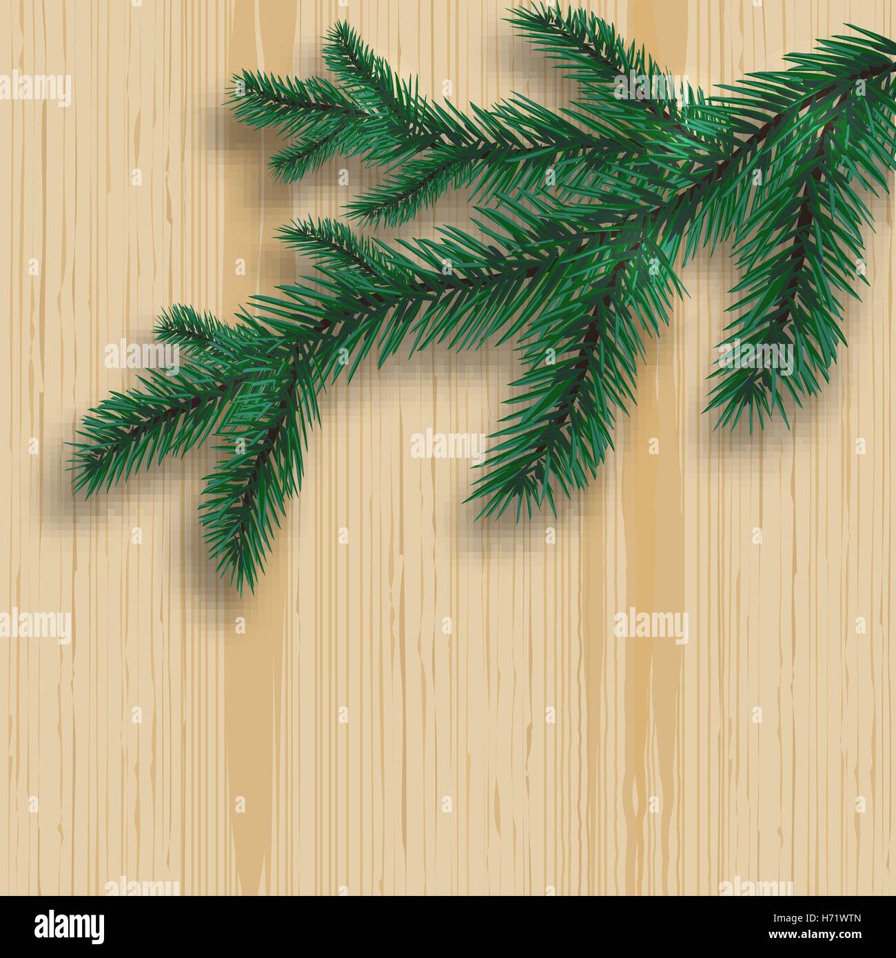 Green realistic fir tree branch and its shadow. On the background of ...