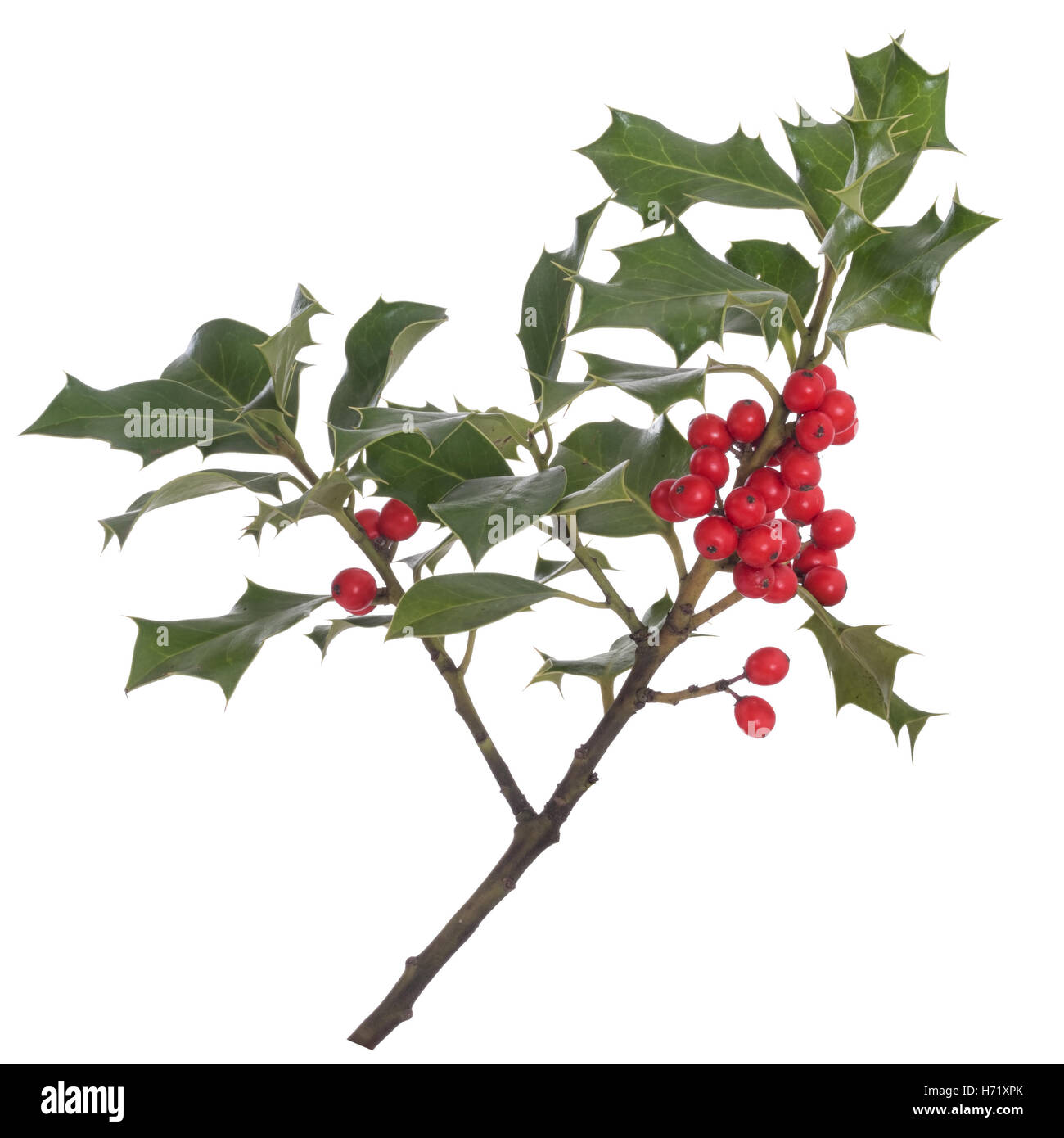 Wild holly sprig with leaves and red berries Stock Photo - Alamy