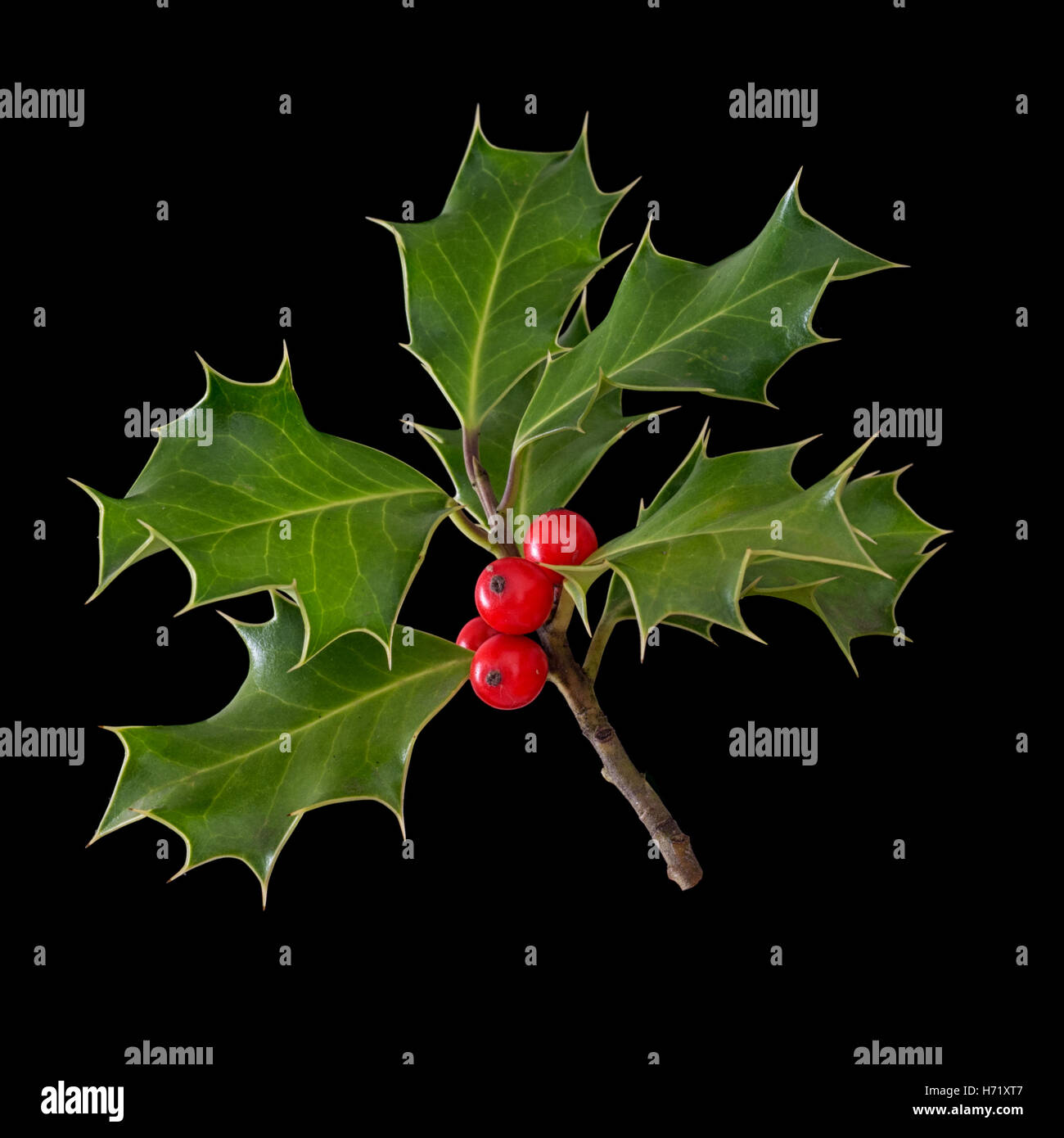 Wild holly sprig with leaves and red berries Stock Photo - Alamy