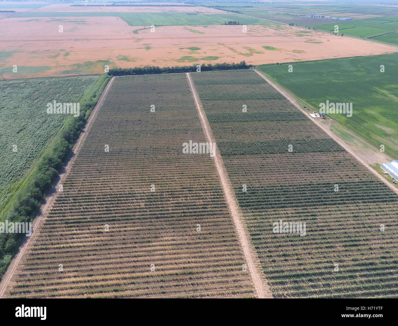 Top view of the garden of dwarf apple trees Stock Photo - Alamy