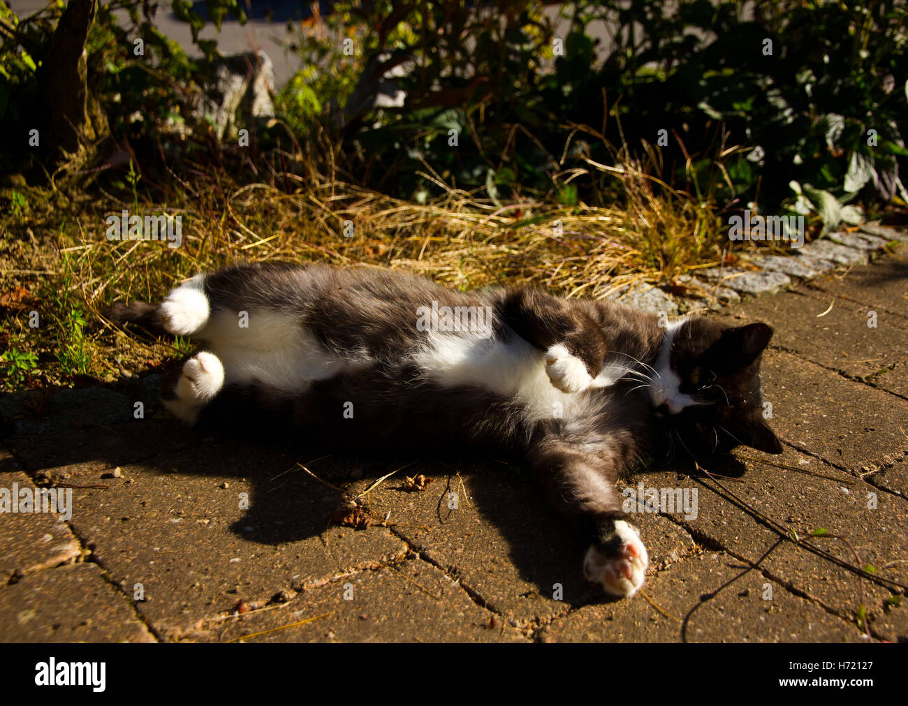 Cat rolling around hi-res stock photography and images - Alamy
