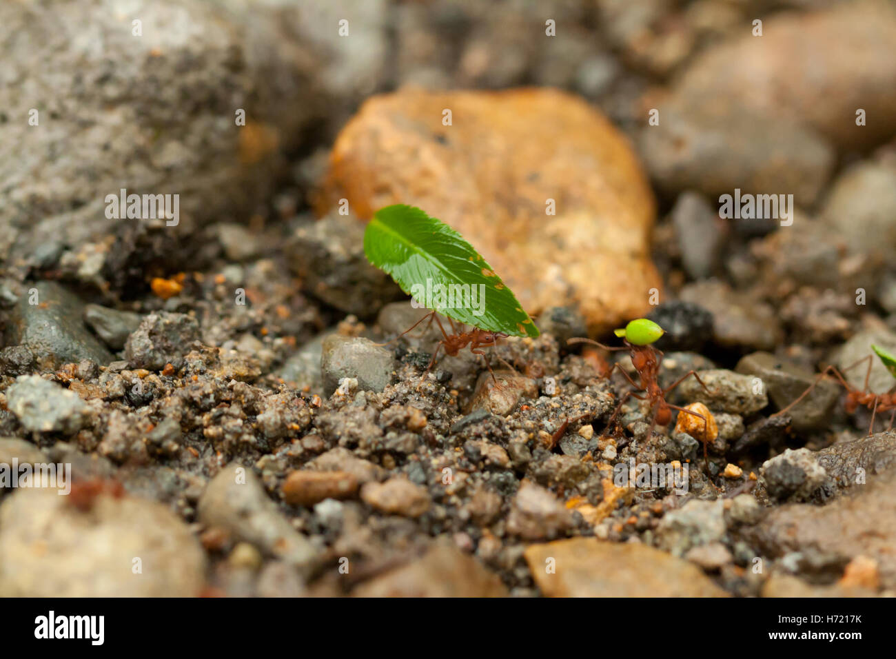 team of ants constructing, teamwork Stock Photo - Alamy team of ants constructing, teamwork Stock Photo - Alamy