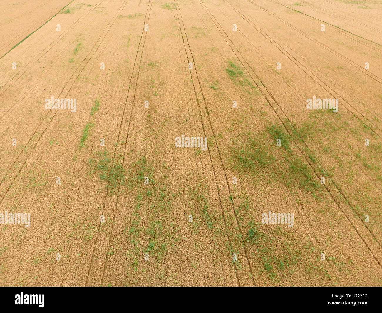 field of wheat, a top view. Photo Shooting quadrocopters field of ripe ...