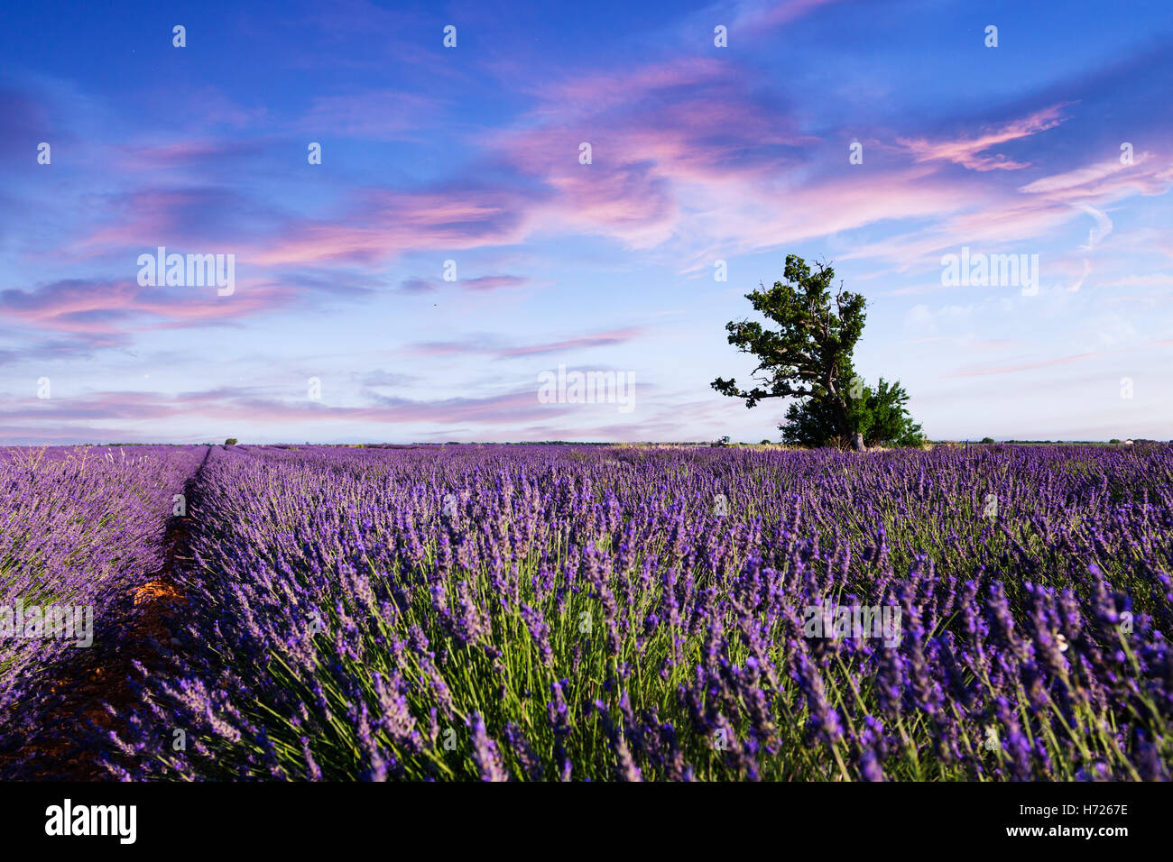 Lavender field summer sunset landscape with tree near Valensole.Provence,France Stock Photo - Alamy