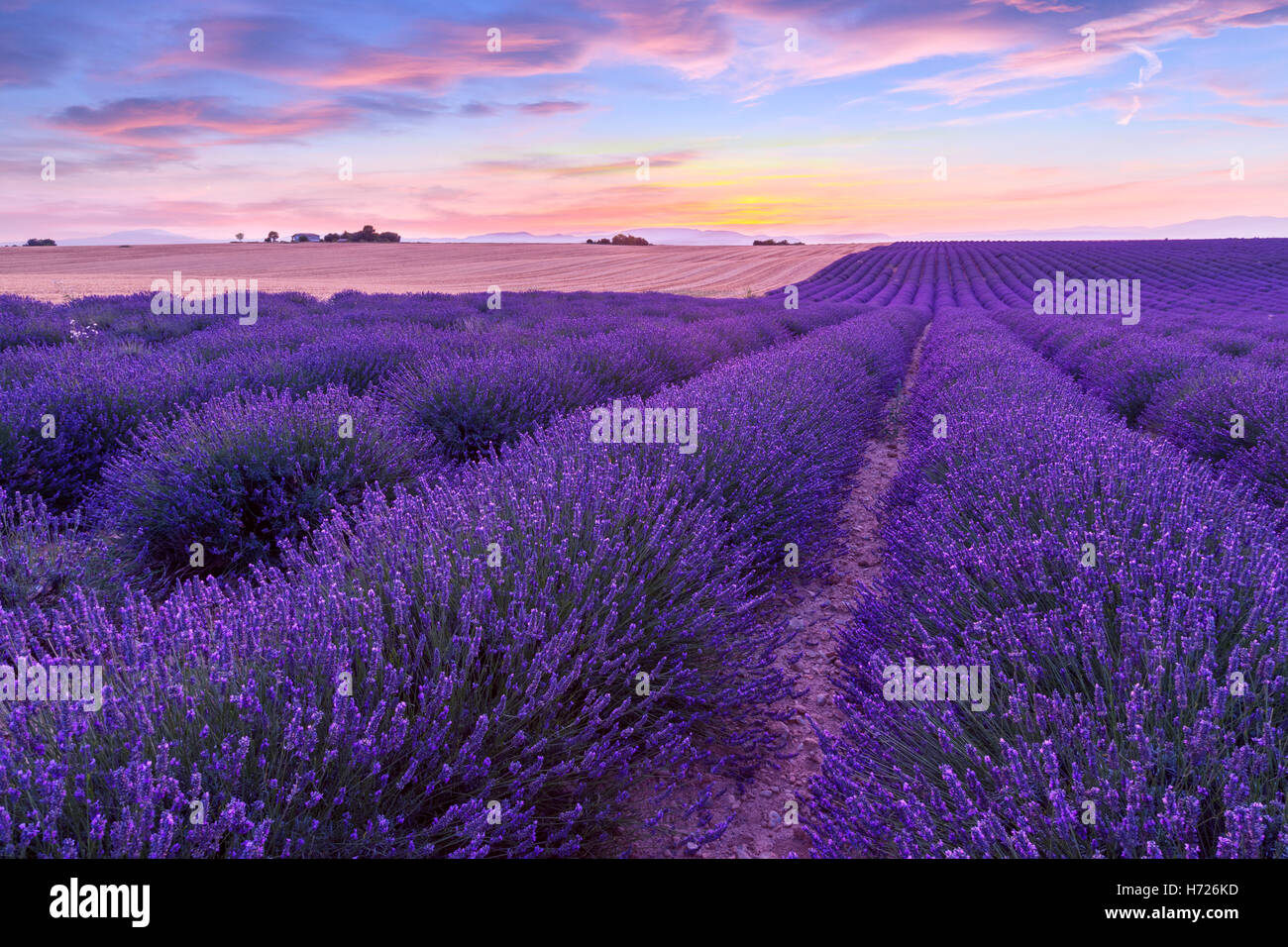 Sunset over a violet lavender field in Provence, France Stock Photo - Alamy