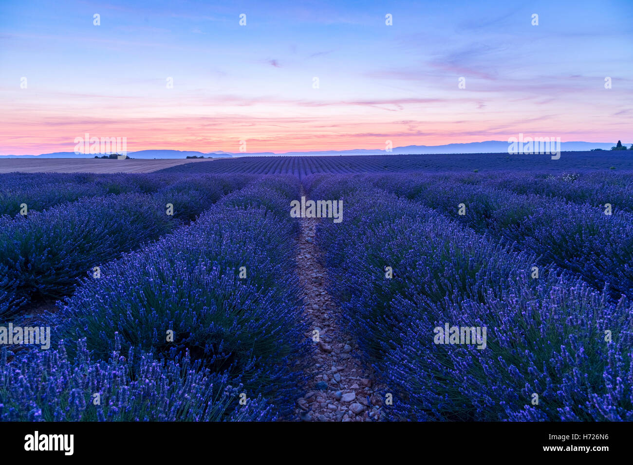 Lavender field summer sunset landscape near Valensole.Provence,France Stock Photo - Alamy