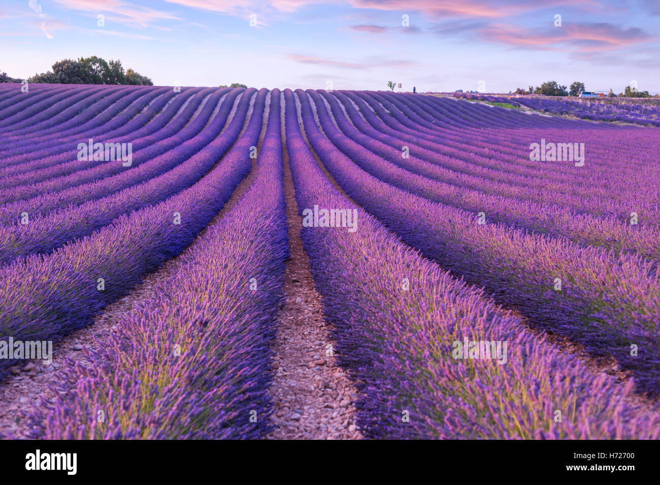 Lavender field summer sunset landscape near Valensole.Provence,France Stock Photo - Alamy