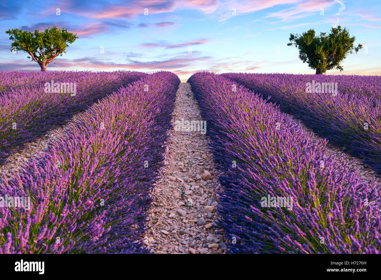 Lavender field summer sunset landscape with two tree near Valensole.Provence,France Stock Photo ...