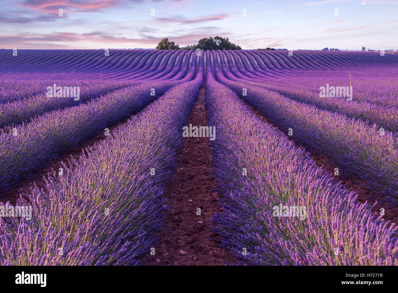 Lavender field summer sunset landscape near Valensole.Provence,France Stock Photo - Alamy