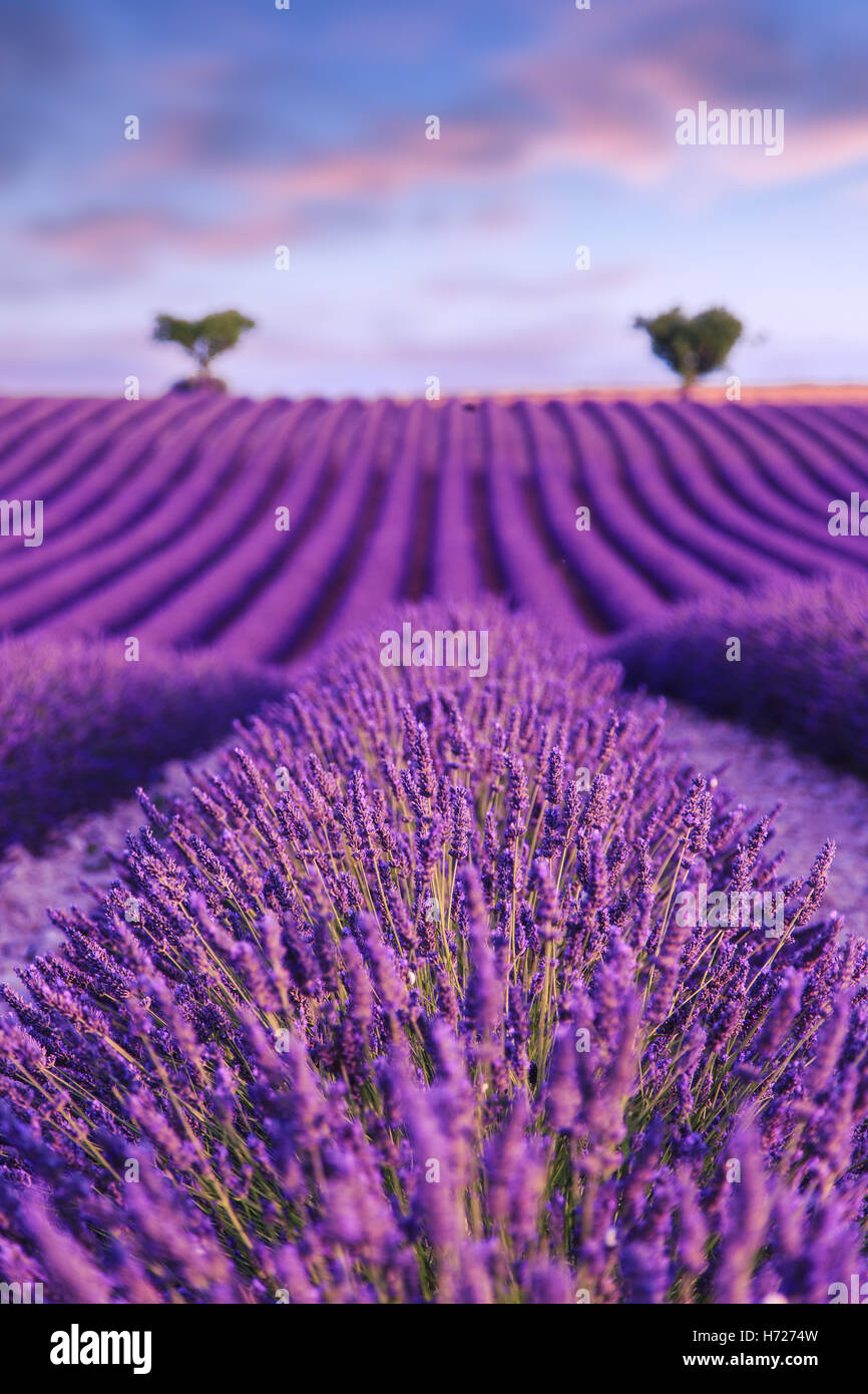 Lavender field summer sunset landscape near Valensole.Provence,France Stock Photo - Alamy