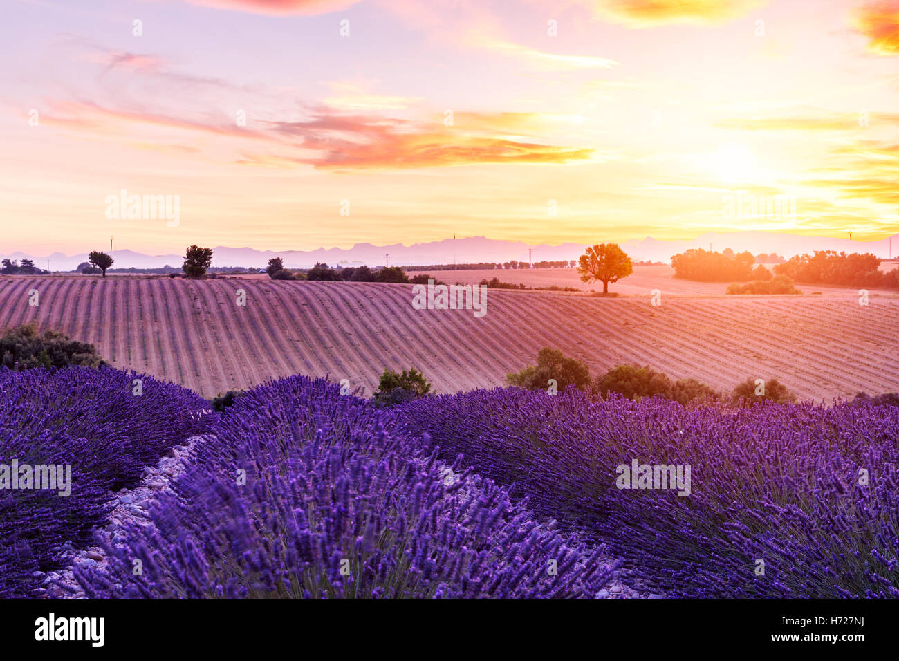 Lavender field summer sunset landscape near Valensole.Provence,France Stock Photo - Alamy