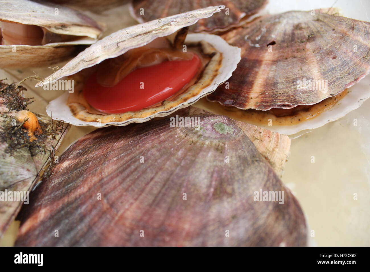 Fresh live scallops in the Kuromon Ichiba Market, Osaka, Japan Stock ...