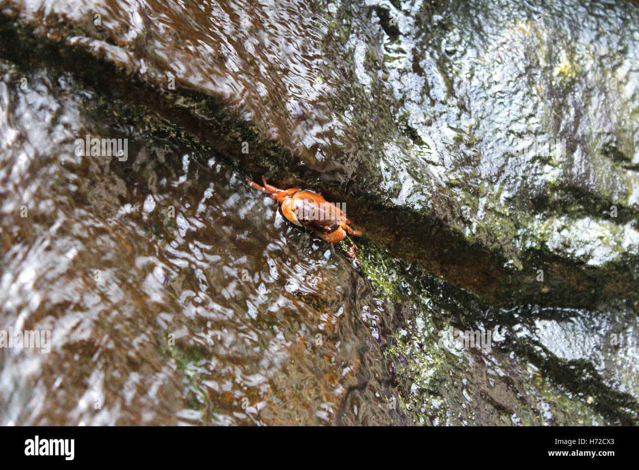 A small colorful crab hiding in the rocks Stock Photo - Alamy