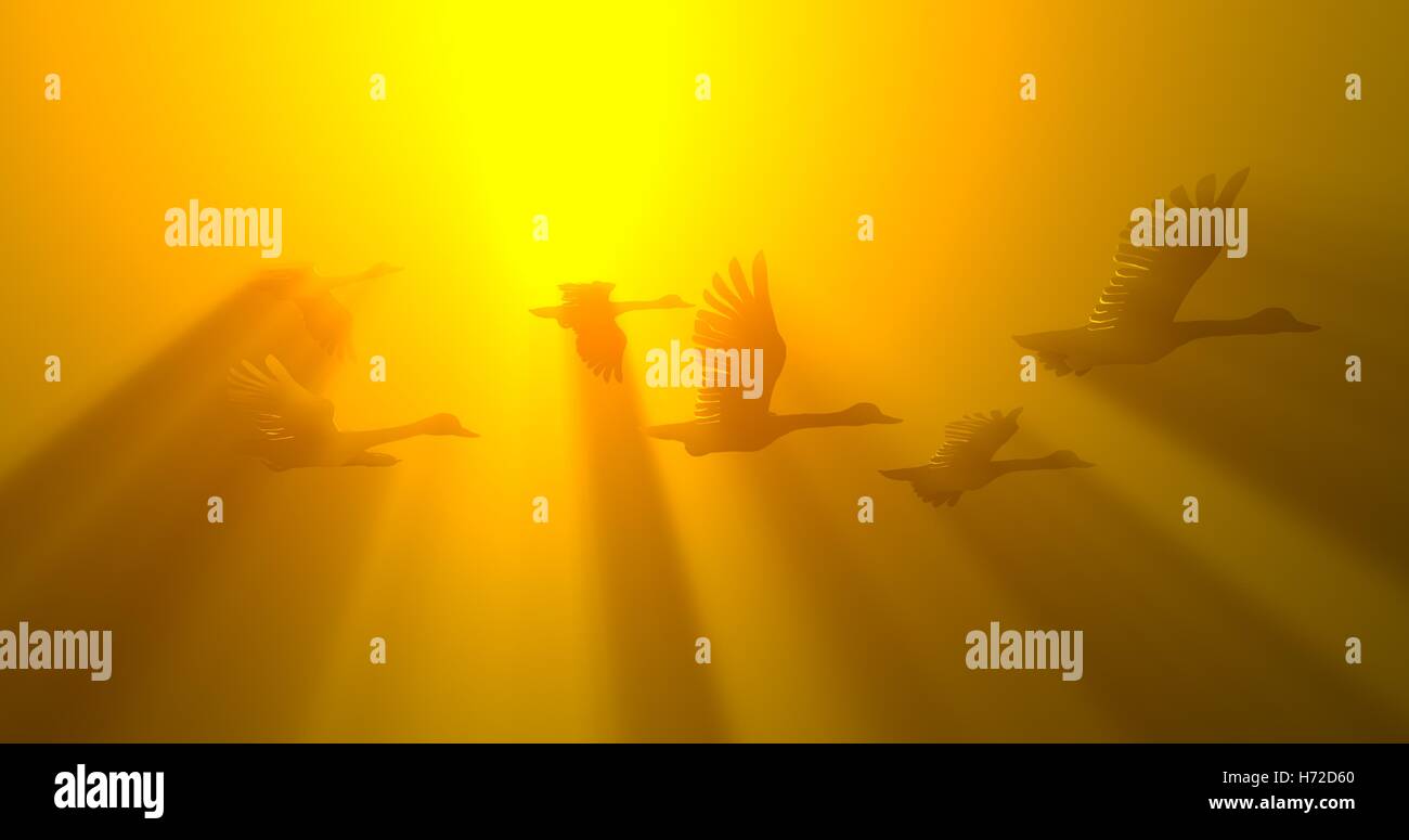 Birds, geese flying in glowing rays of golden orange yellow sun light ...