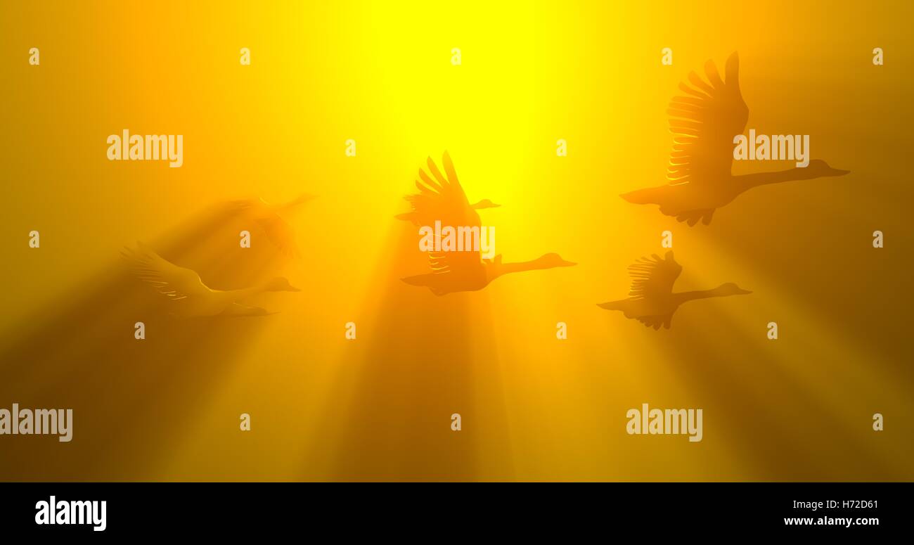 Birds, geese flying in glowing rays of golden orange yellow sun light ...
