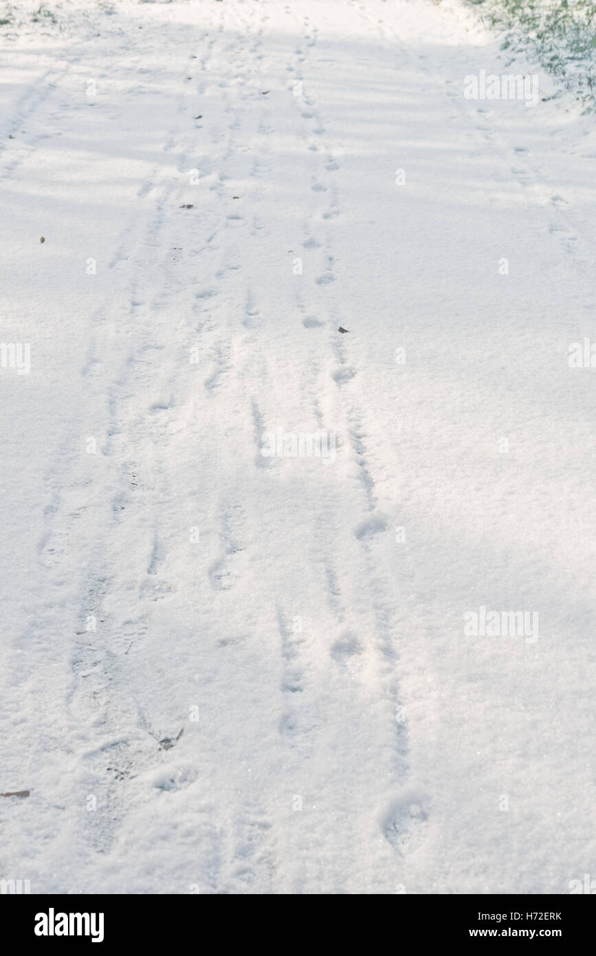 foot prints in the snow Stock Photo - Alamy