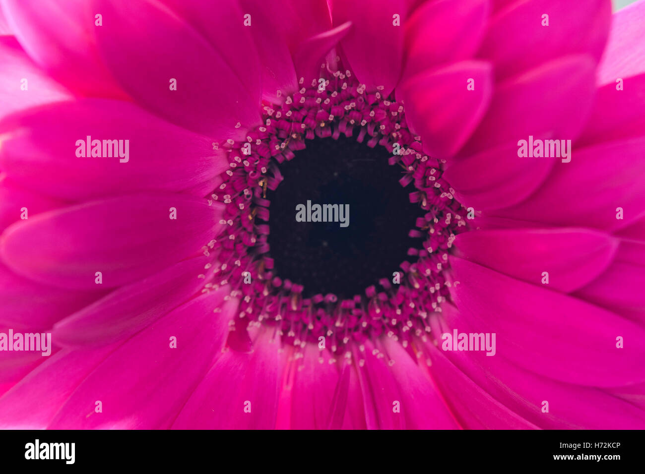 Bright Pink Gerbera Stock Photo - Alamy