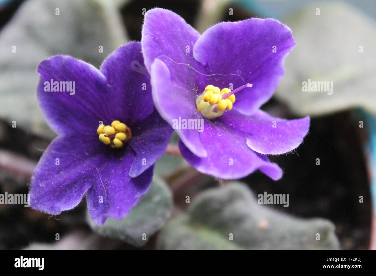 beautiful soft on texture and bright color home soft of violet flower ...
