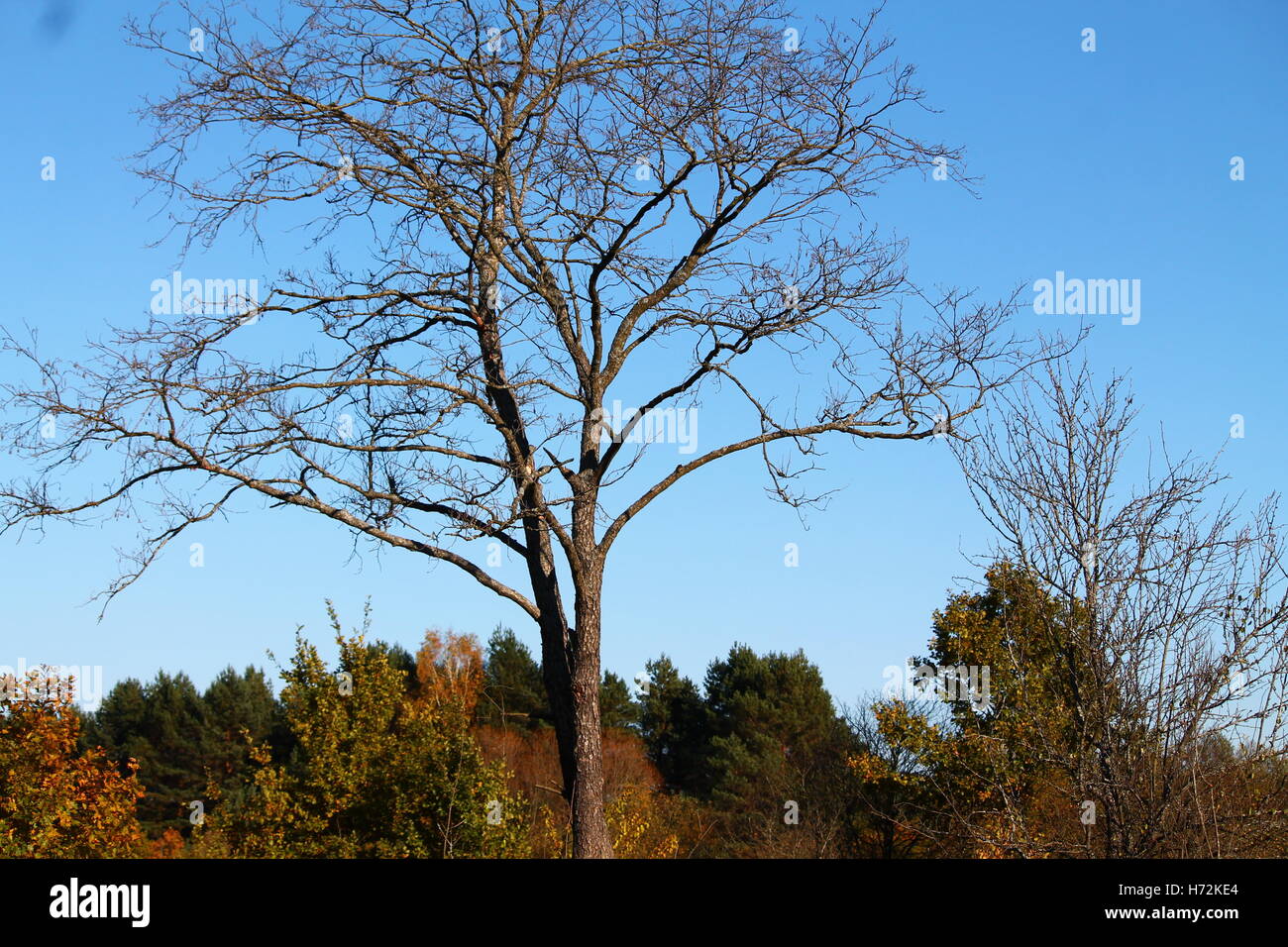 beautiful strong and tall tree with lace crown grow in wild field under ...