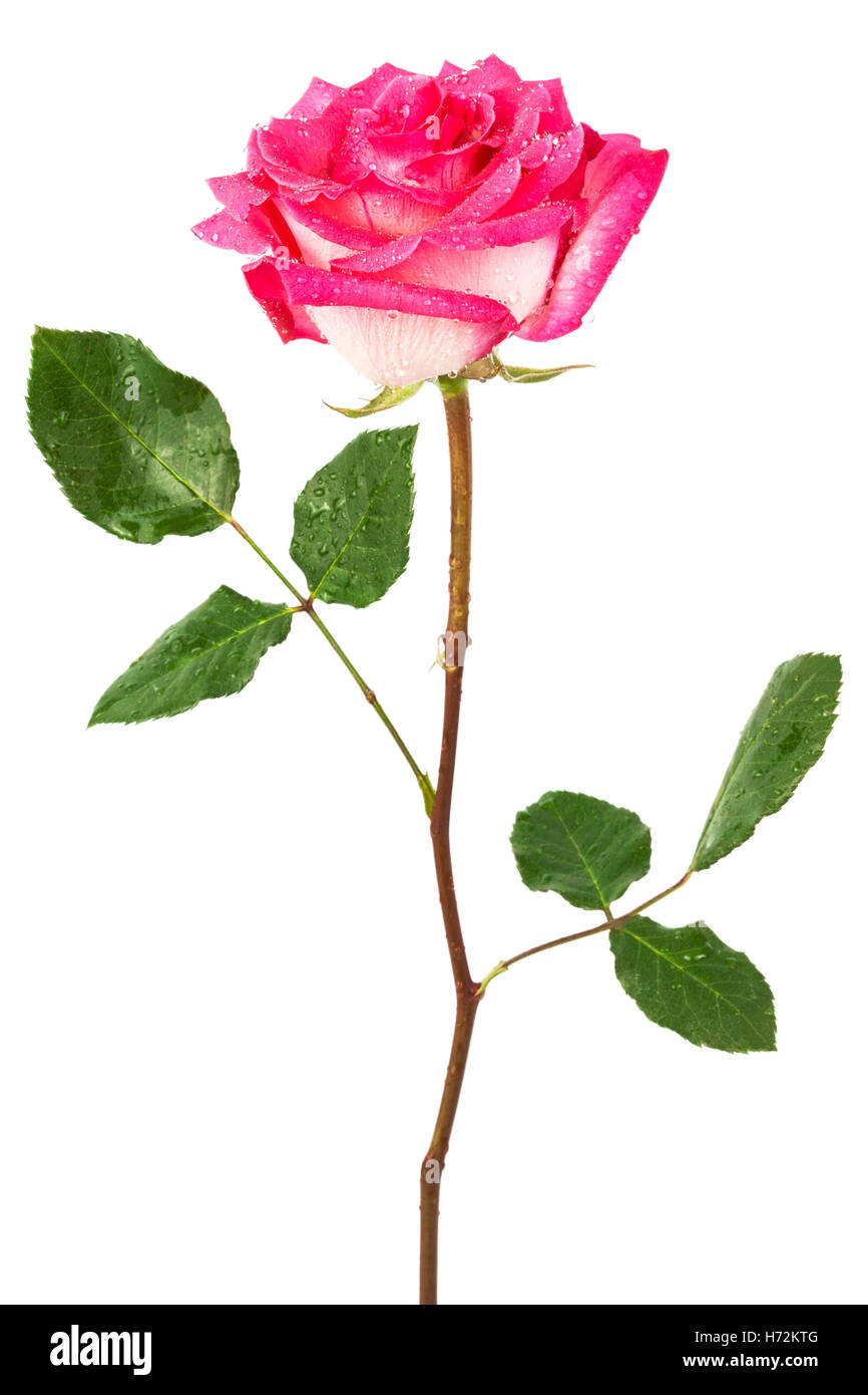 single pink rose on a white background Stock Photo - Alamy