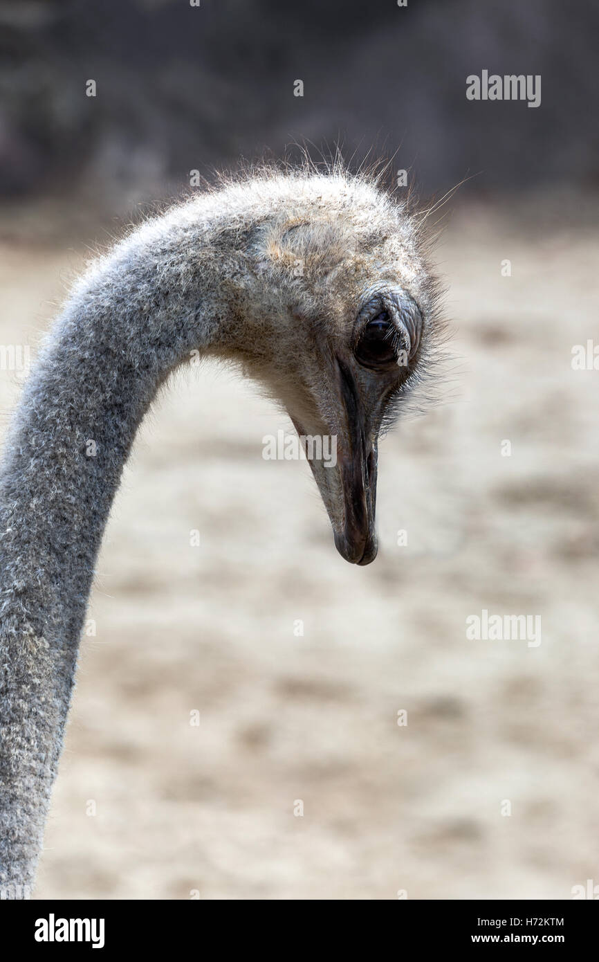 beautiful and fluffy ostrich head close-up Stock Photo - Alamy