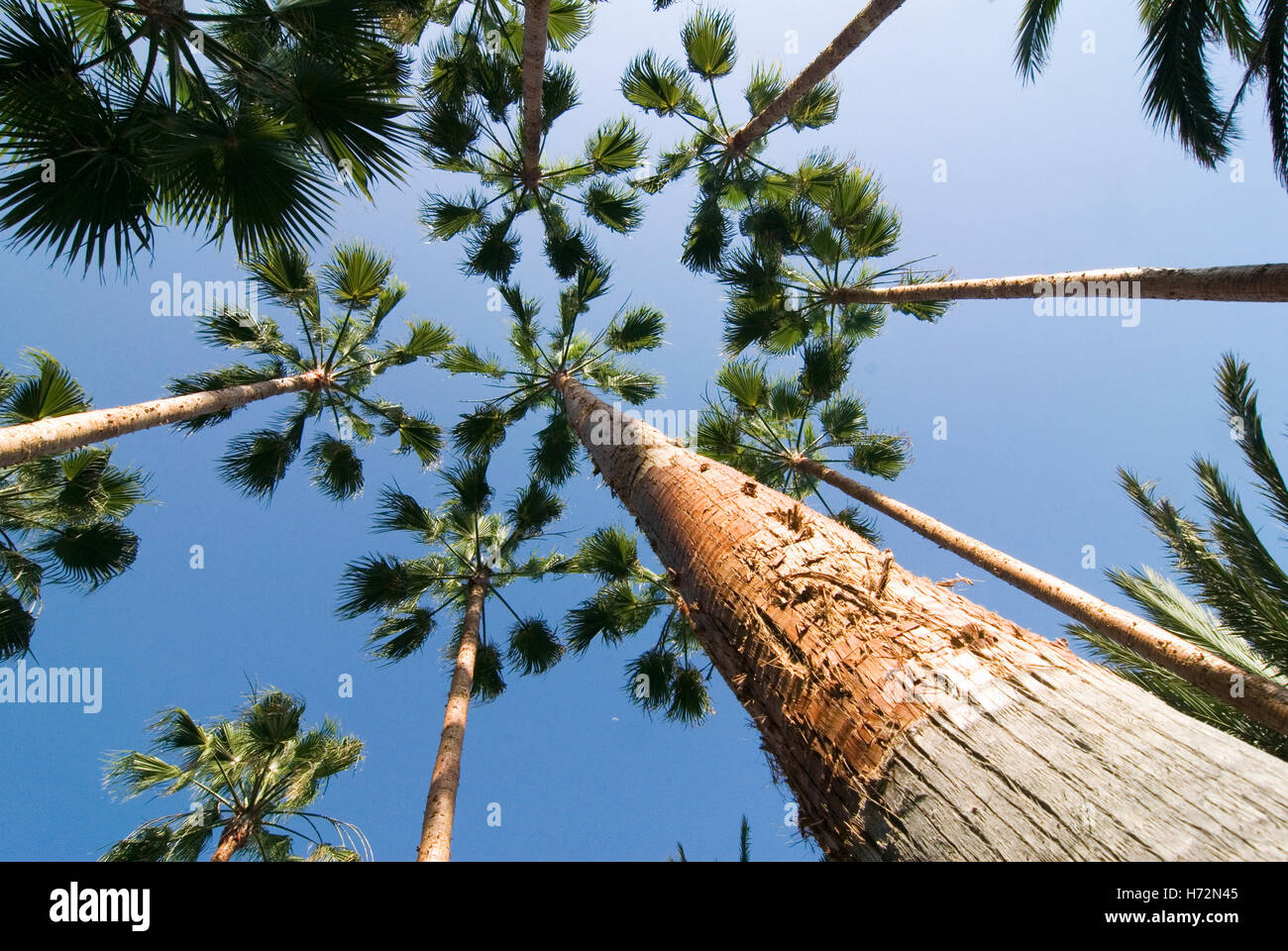 Palm trees on the Canary island of La Palma, Spain, Europe Stock Photo ...
