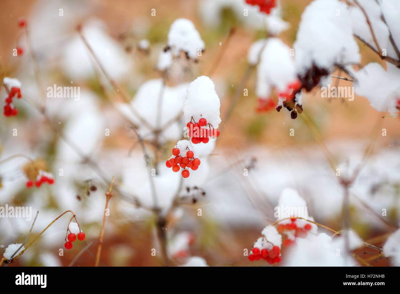 First fluffy snow covered hi-res stock photography and images - Alamy