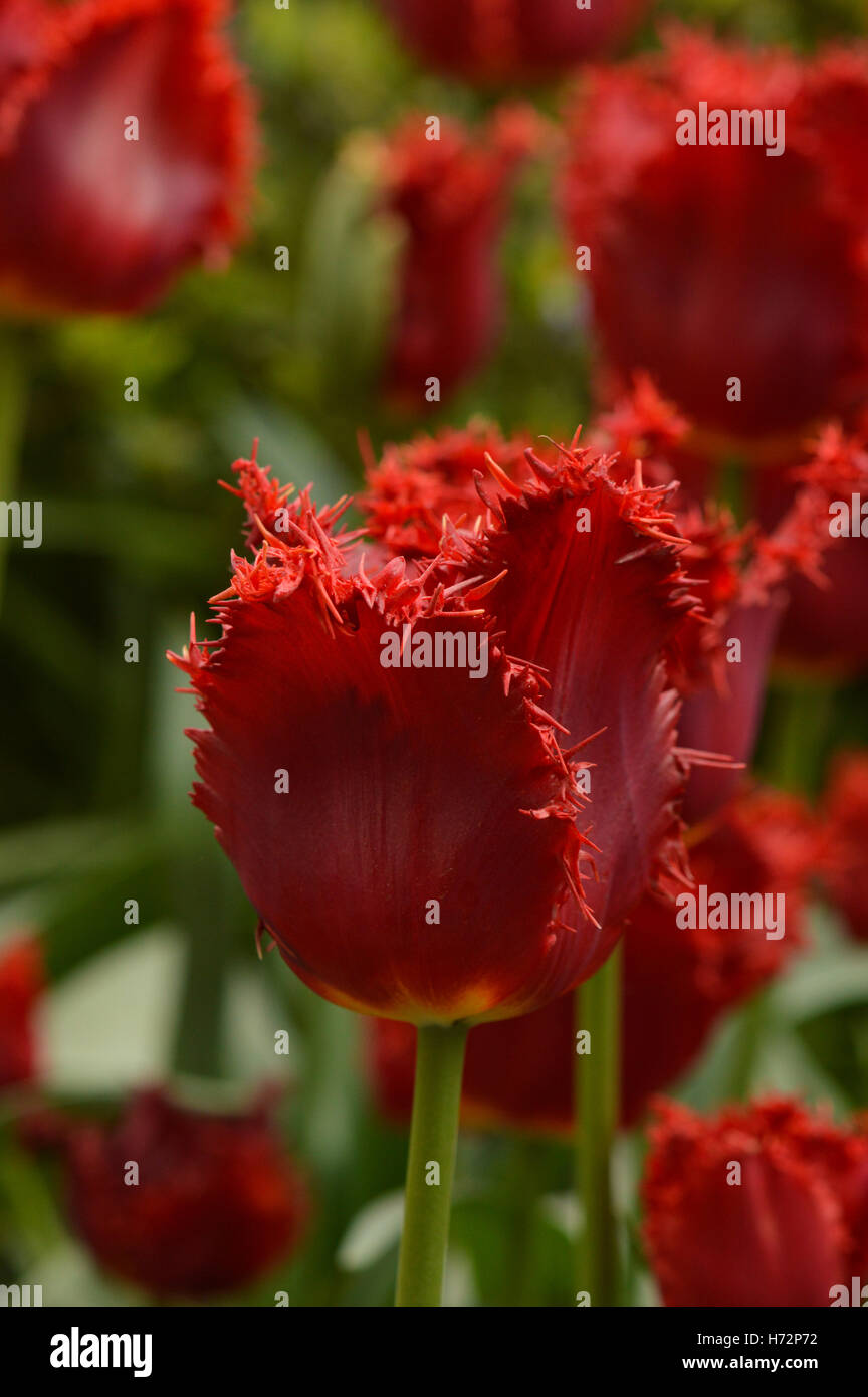 Close up of a brilliant red fringed tulip focused in foreground and ...
