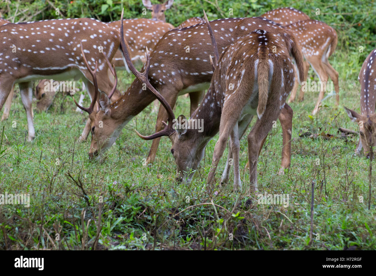 Spotted Deer, (Axis axis Stock Photo - Alamy