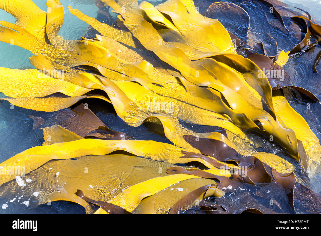 Seaweed, Oamaru, New Zealand Stock Photo - Alamy