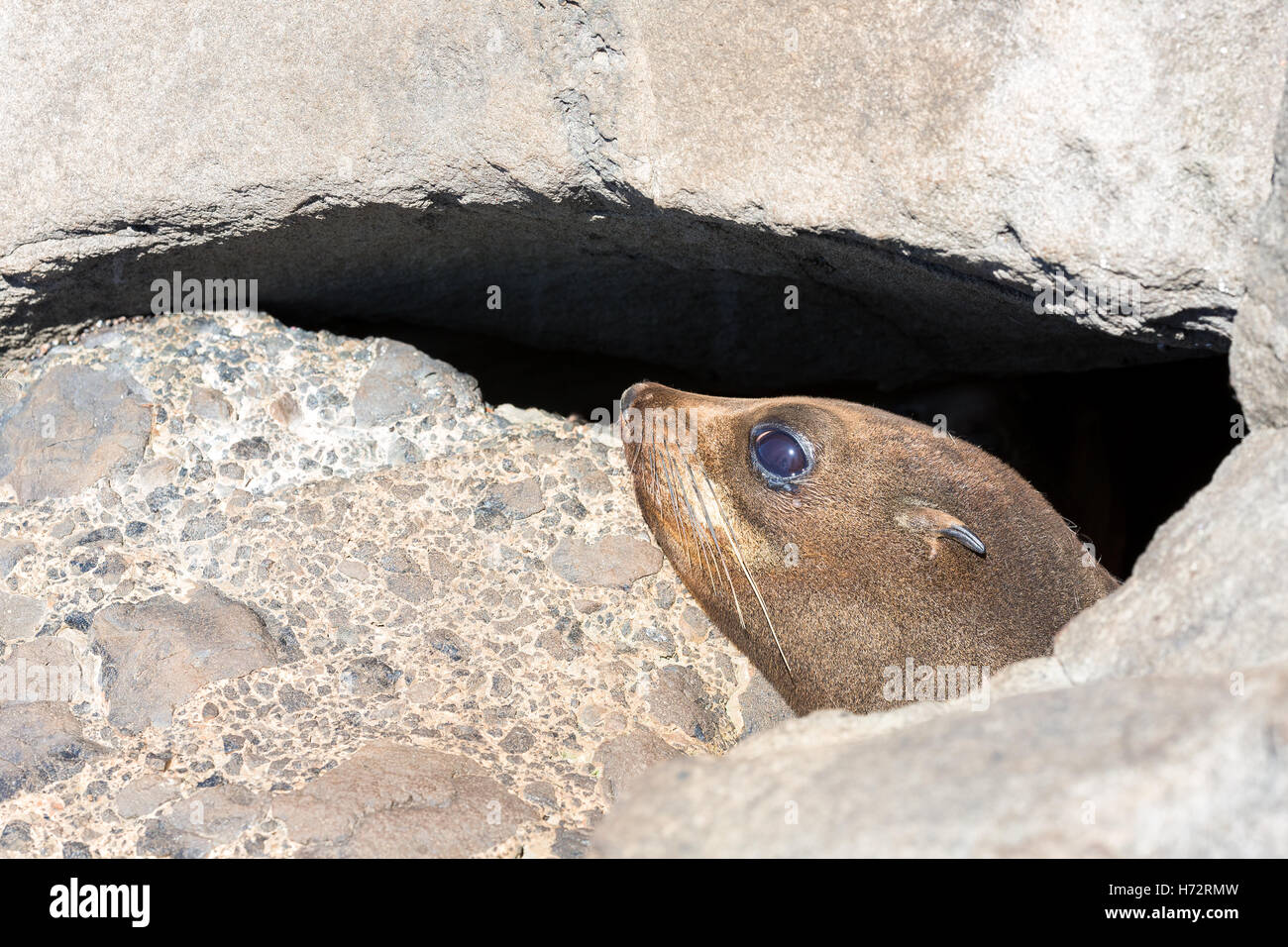Oamaru new zealand hi-res stock photography and images - Alamy