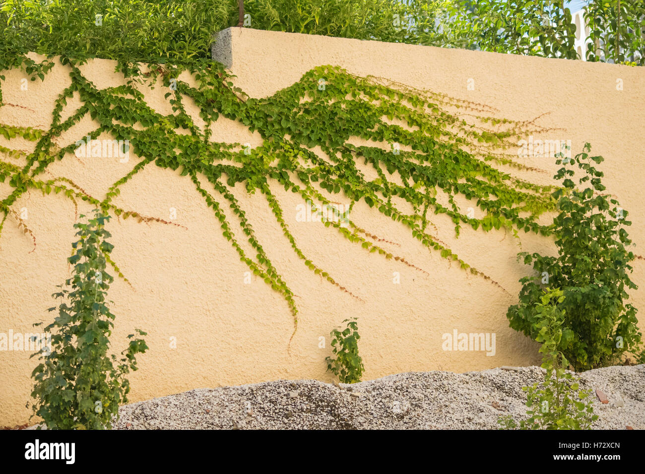 downward growing vines Stock Photo - Alamy