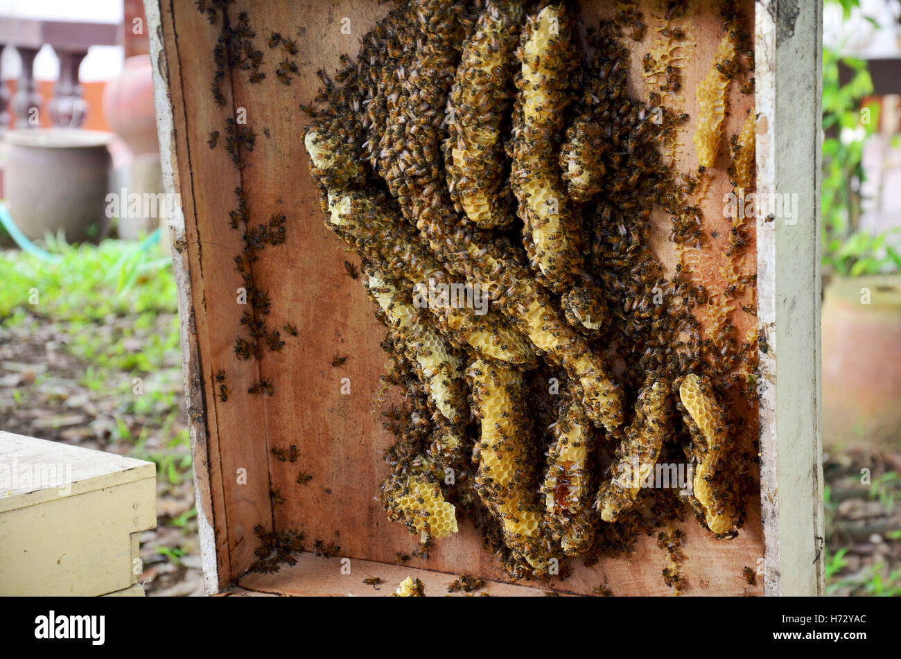 Wooden box for house of bees in bees farm at Phrae, Thailand Stock ...