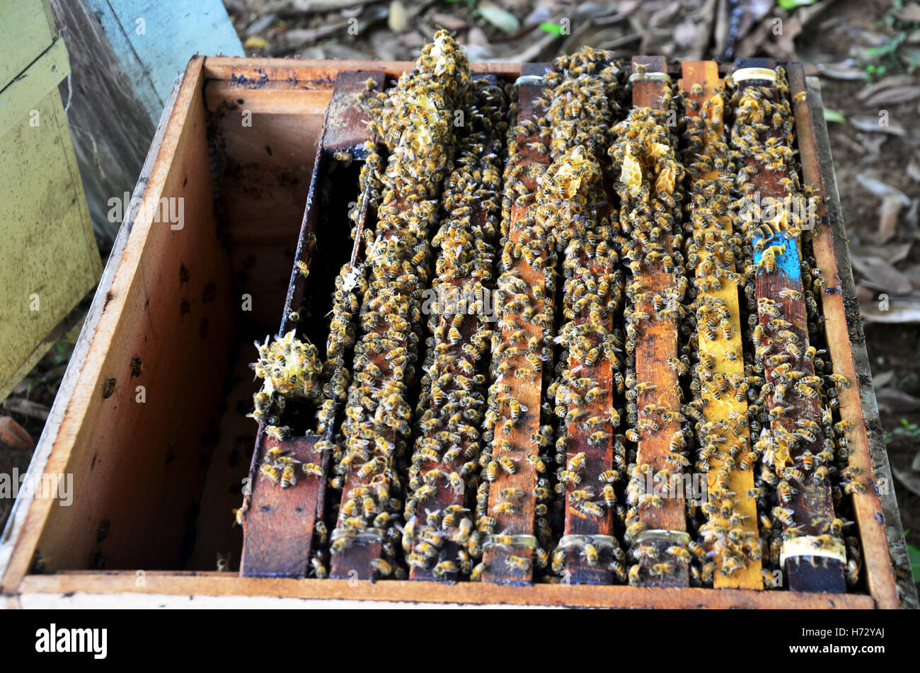 Wooden box for house of bees in bees farm at Phrae, Thailand Stock ...