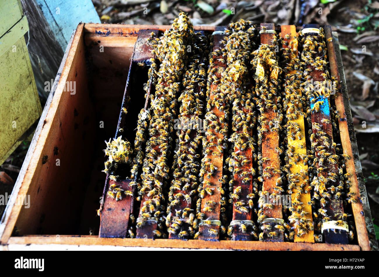 Wooden box for house of bees in bees farm at Phrae, Thailand Stock ...