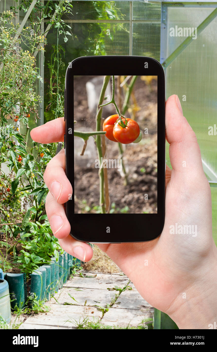 telephone phone agrarian agricultural inside garden plant cultivate ...