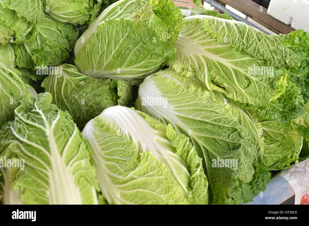 food aliment leaf sell isolated colour garden leaves agriculture ...