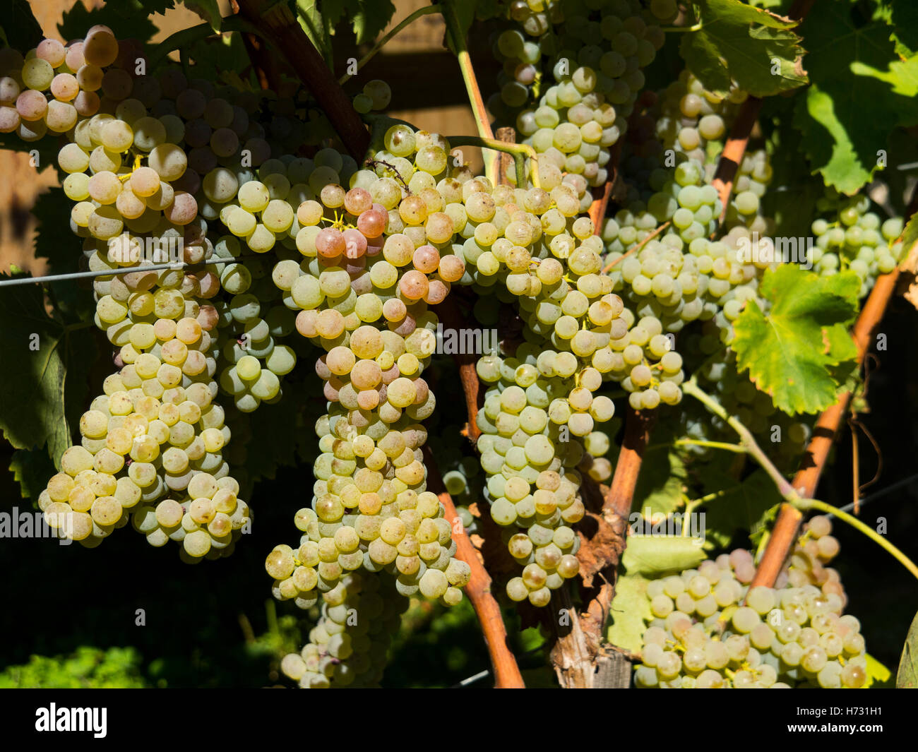 Bunch of grapes Stock Photo - Alamy