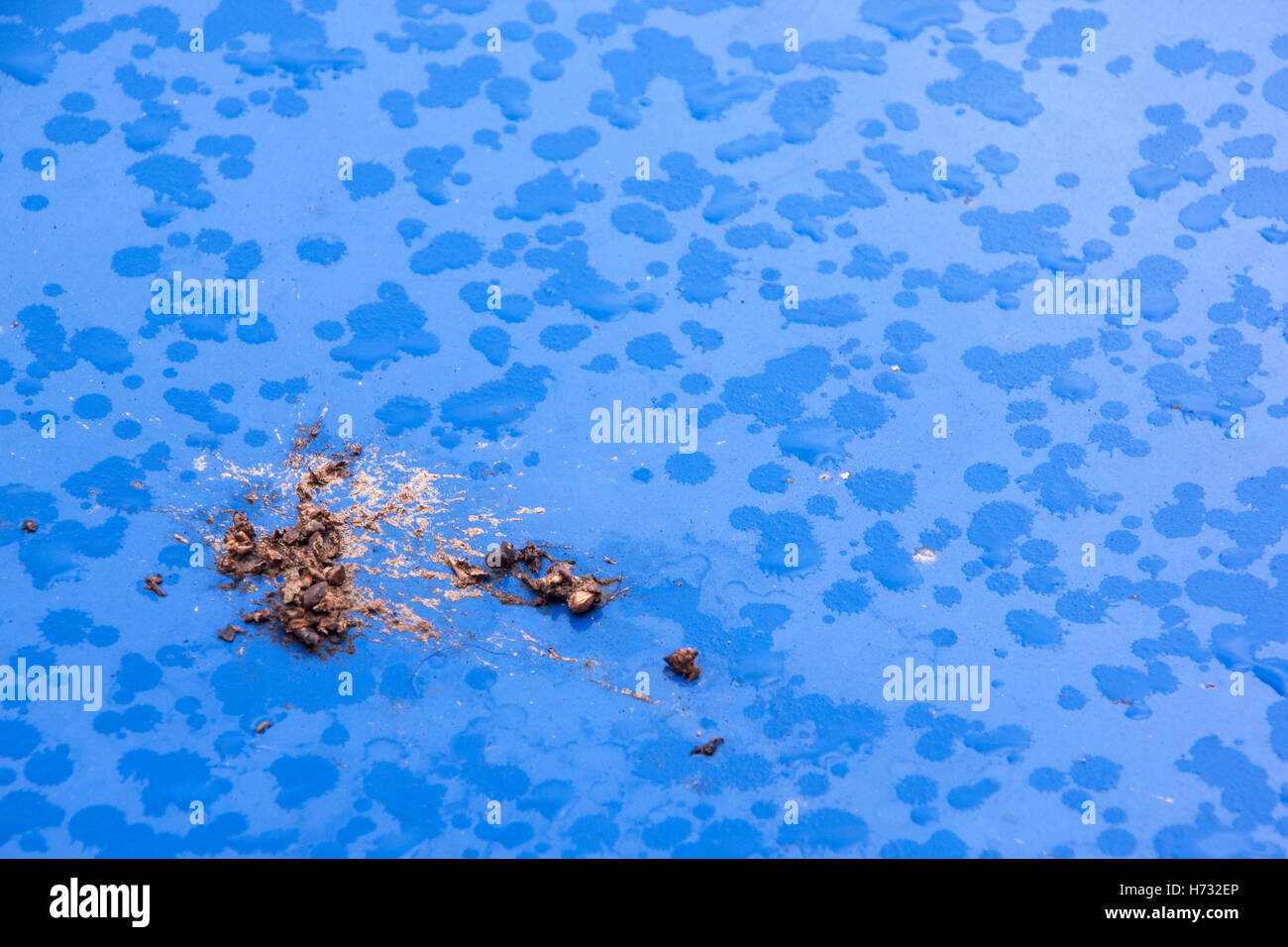 Bad luck concept of having bird poo on blue wet vehicle bonnet hood ...