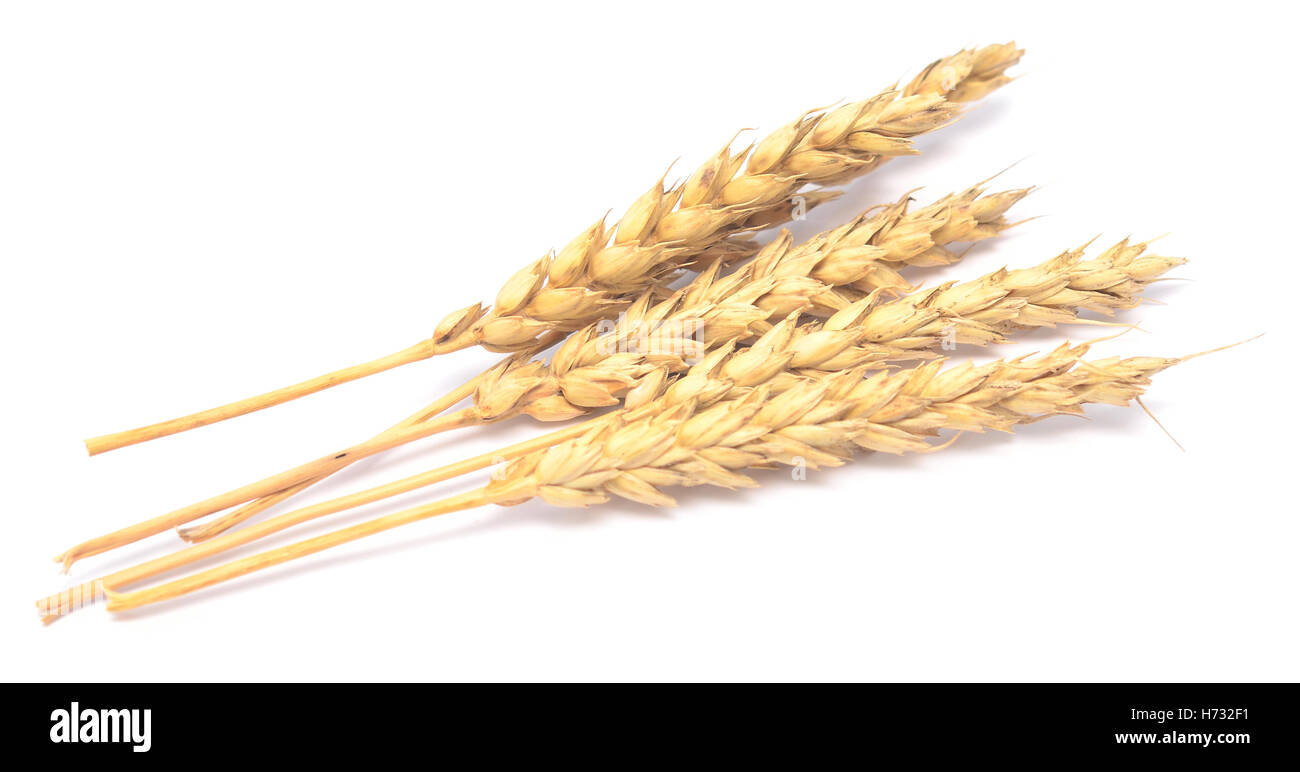 wheat isolated on white background Stock Photo - Alamy