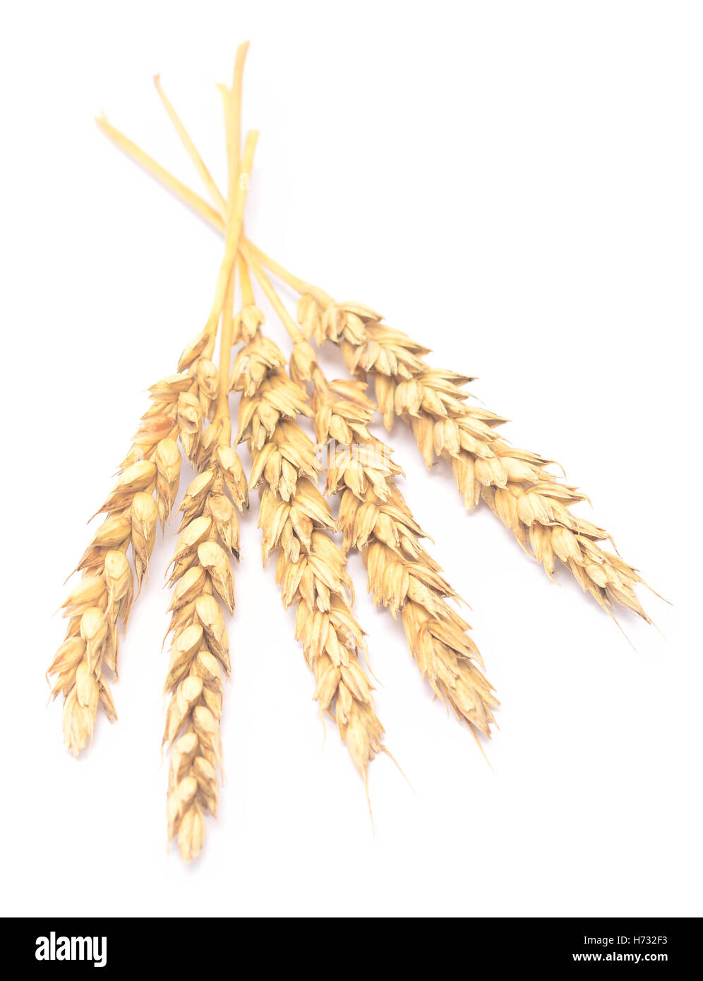 wheat isolated on white background Stock Photo - Alamy