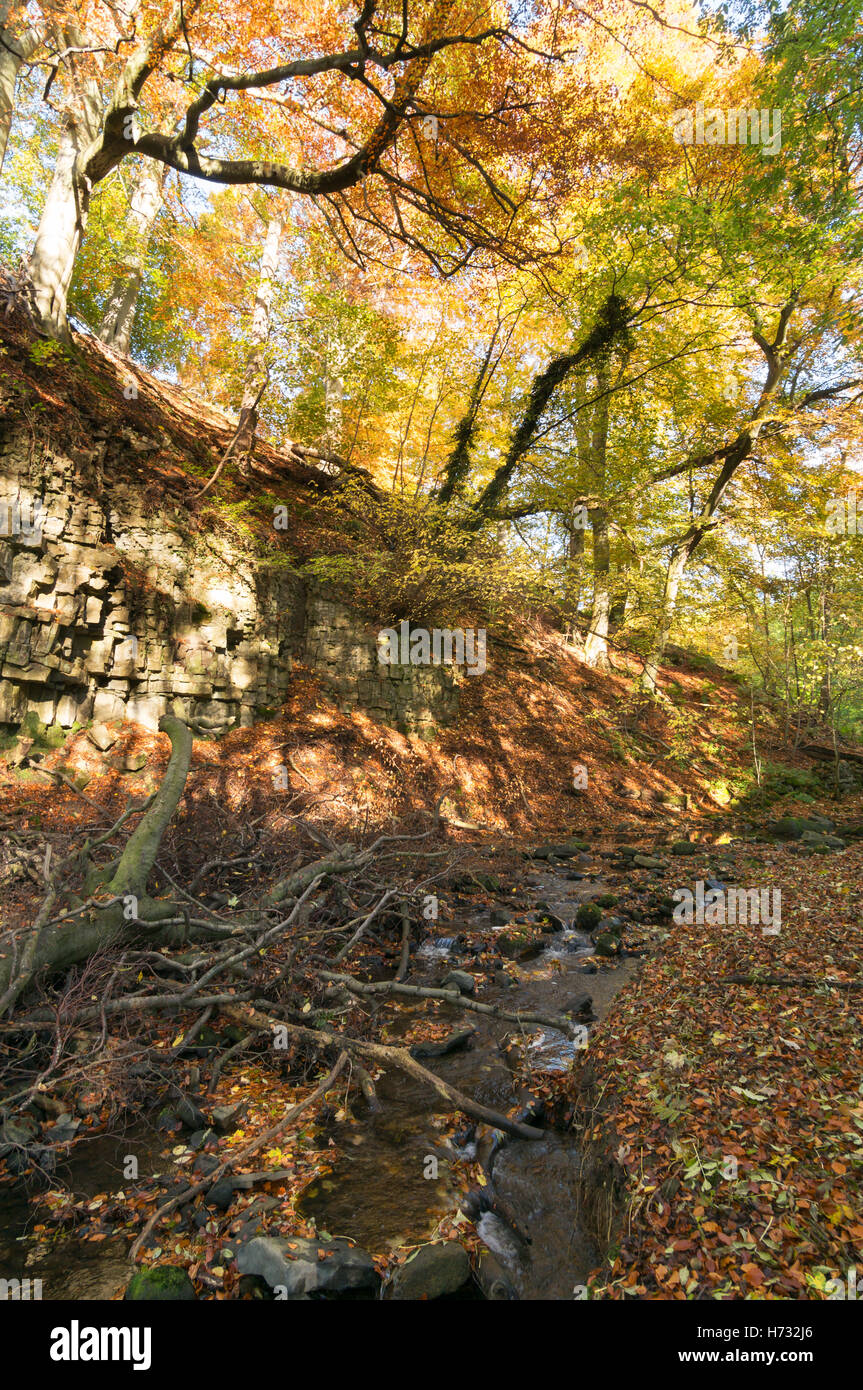 Shittlehope Burn in Autumn, Stanhope, Co. Durham, England, UK Stock ...