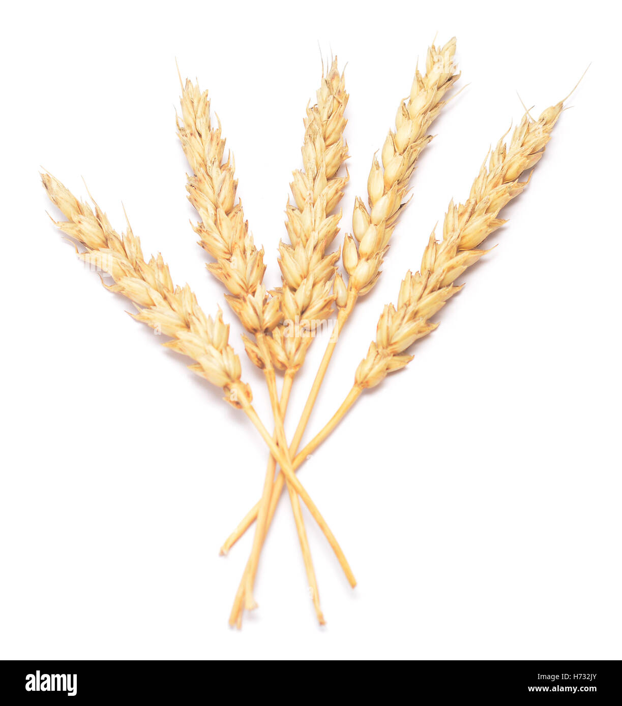 wheat isolated on a white background Stock Photo - Alamy