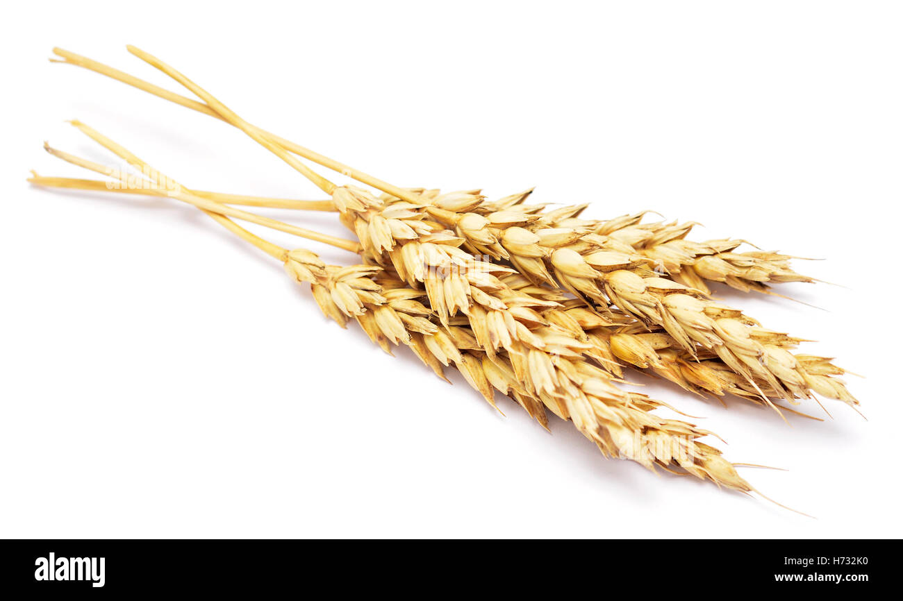 wheat isolated on white background Stock Photo - Alamy