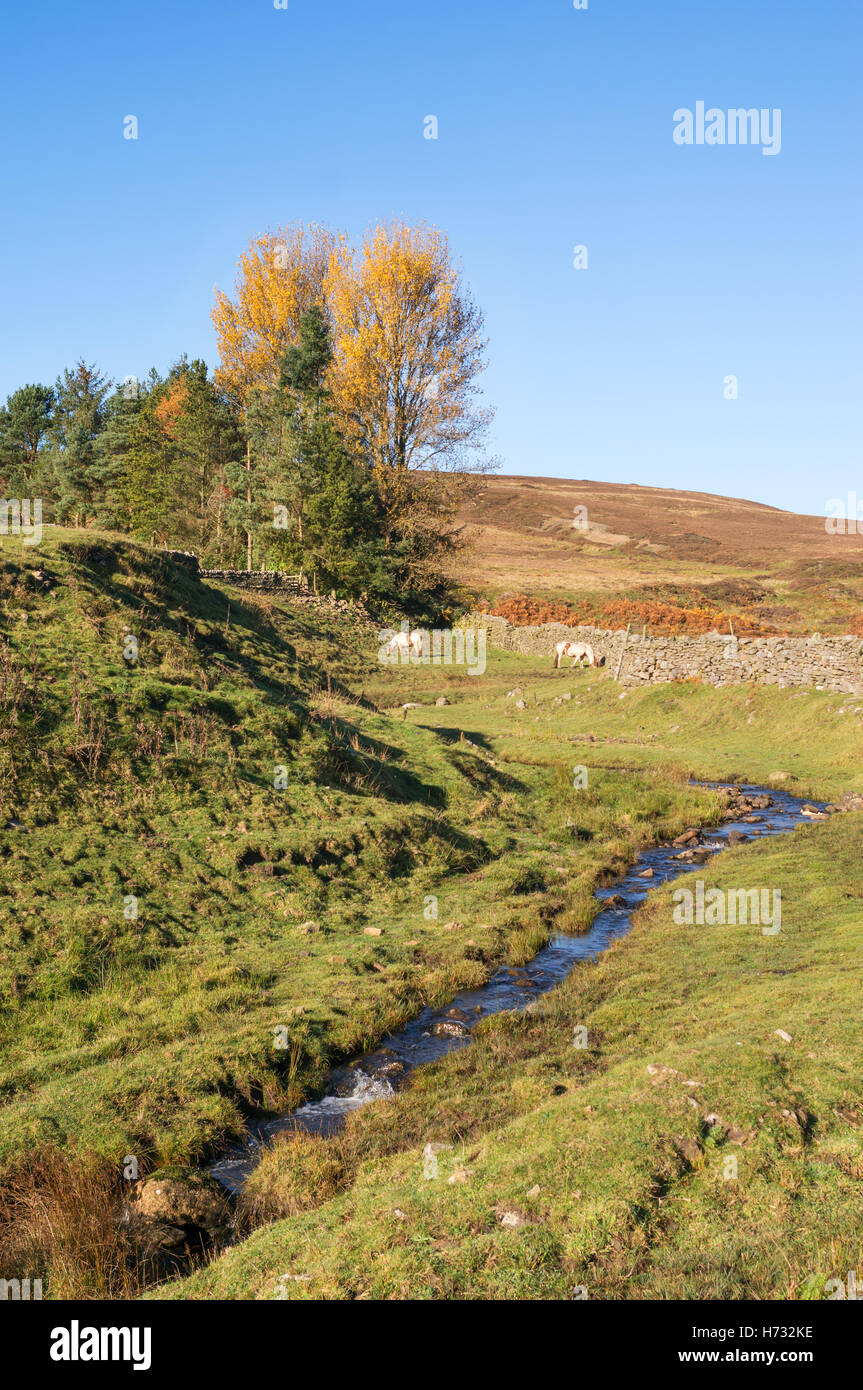 Shittlehope Burn in Autumn, Stanhope, Co. Durham, England, UK Stock ...