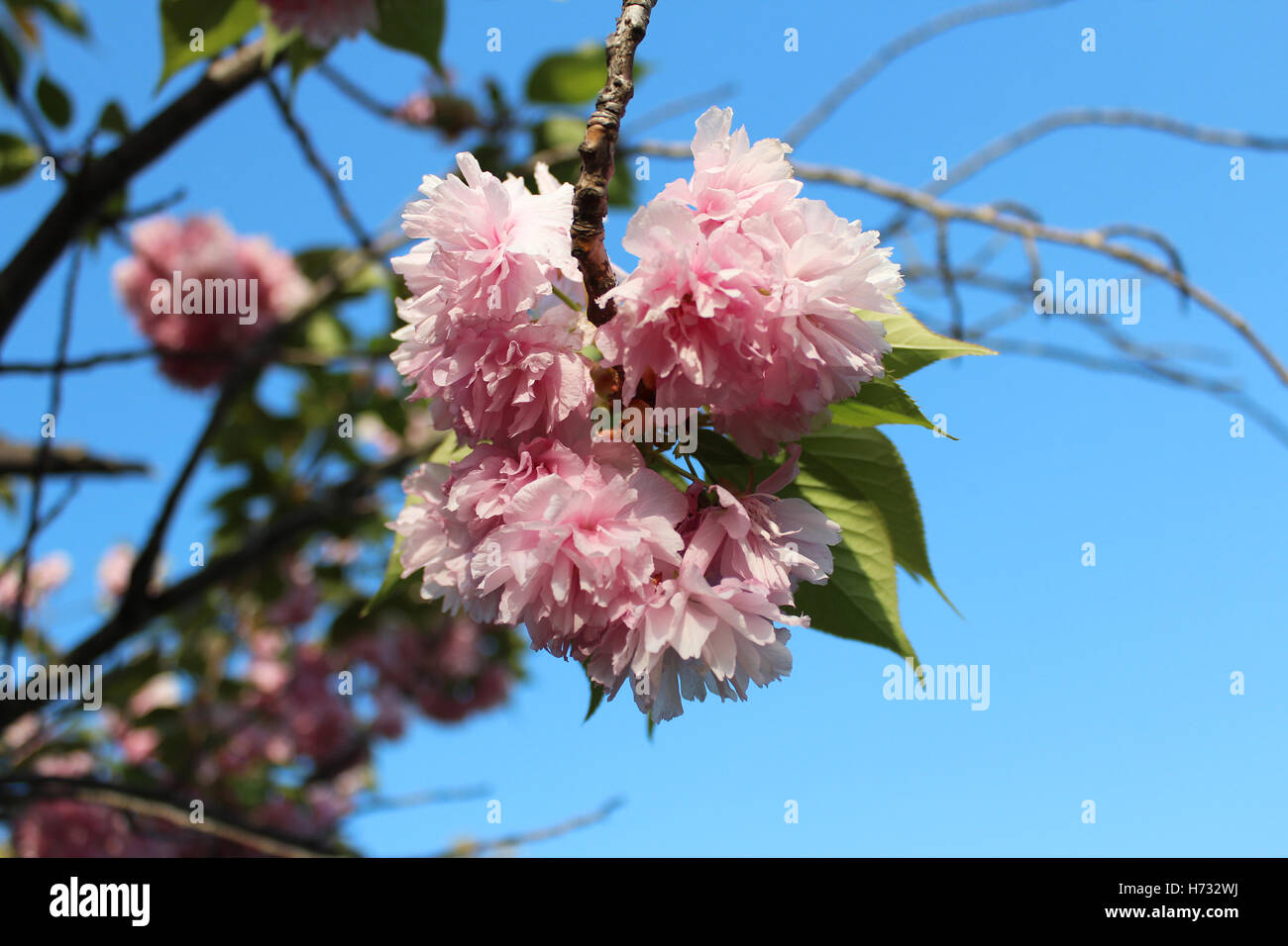 Beautiful Japanese Pink Cherry blossoms at Osaka, Japan Stock Photo - Alamy