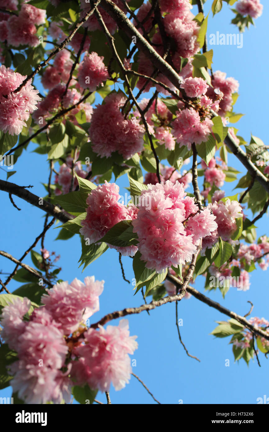 Beautiful Japanese Pink Cherry blossoms at Osaka, Japan Stock Photo - Alamy